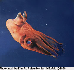 The Vampire Squid