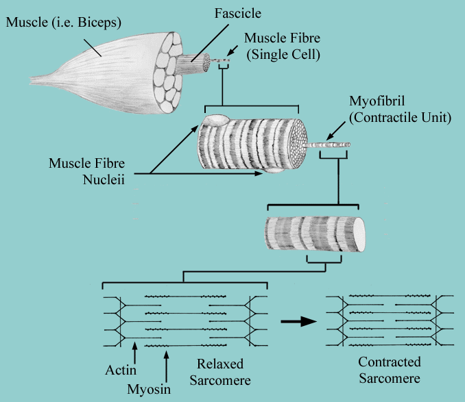 A Schematic of Skeletal Muscle
