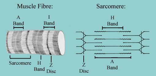 A Schematic of Skeletal Muscle